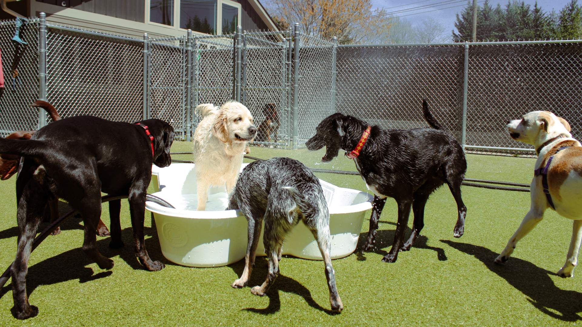Tour The Camp | Maple Tree Veterinary Hospital